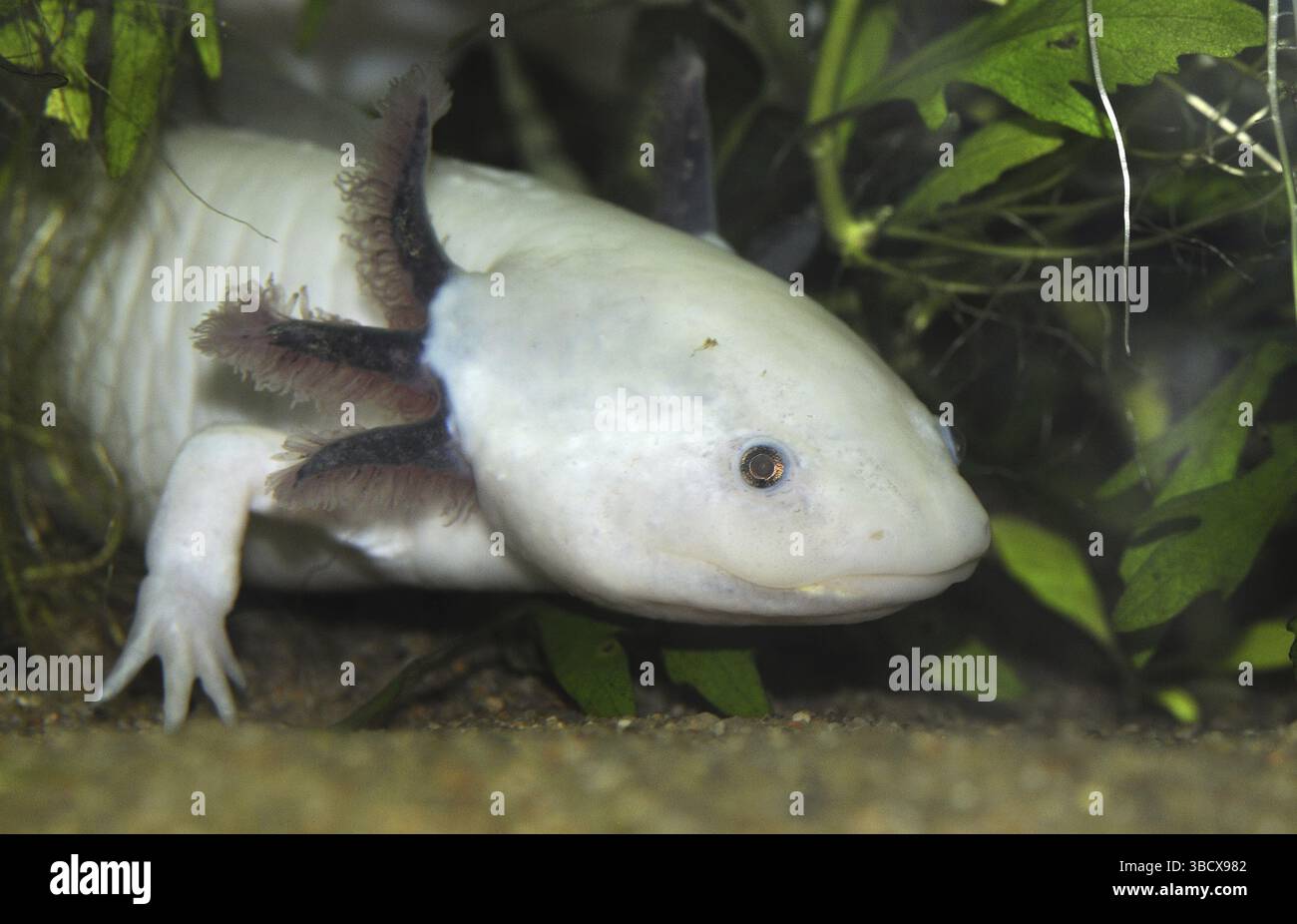 Axolotl ambystoma mexicanum leucistic hi-res stock photography and ...