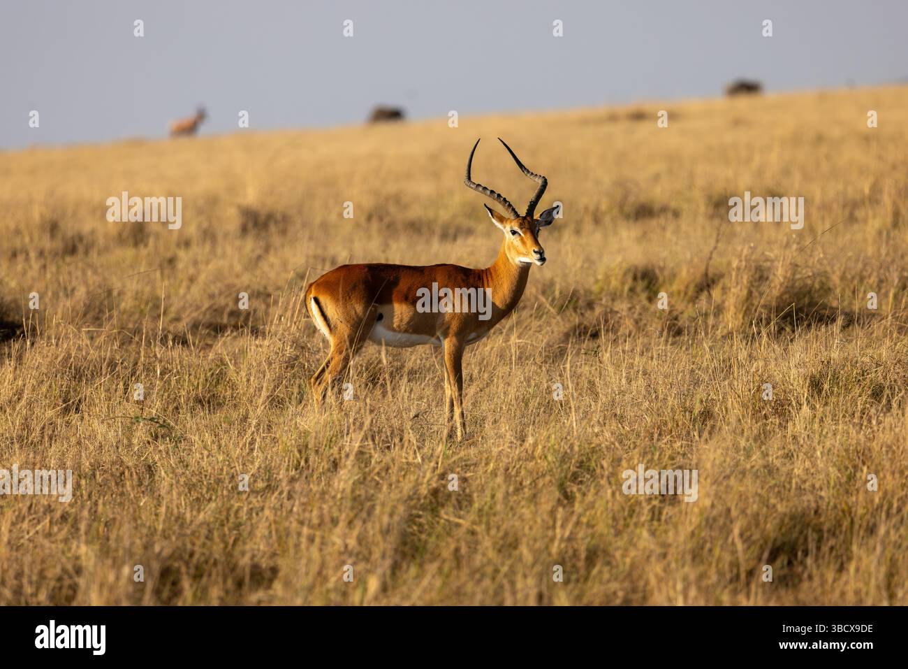 Impala aepyceros melampus tail hi-res stock photography and images - Alamy