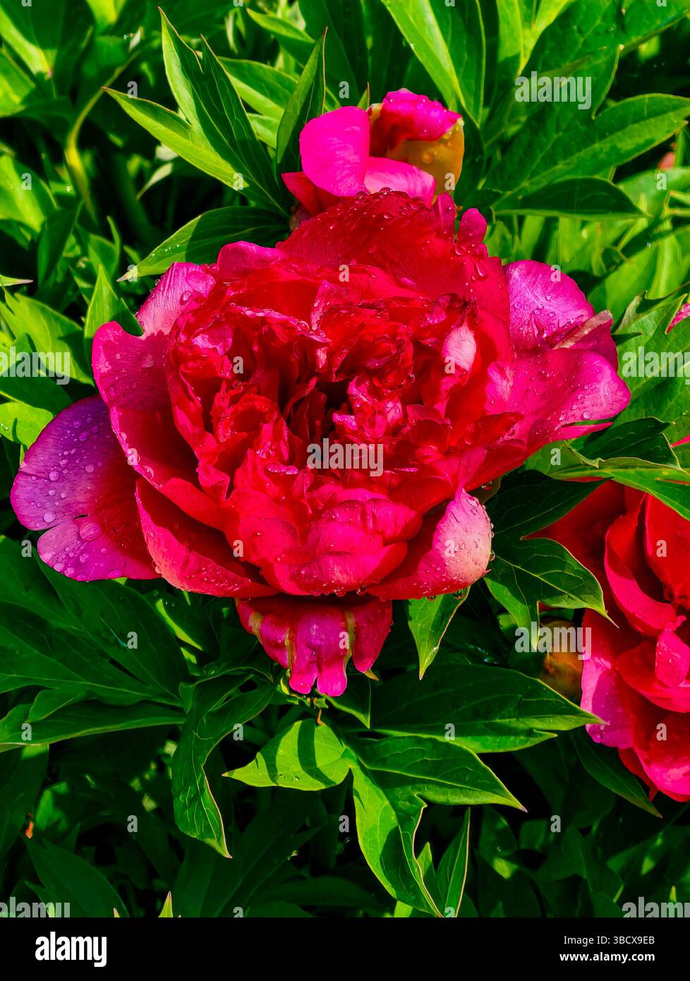Stunning bouquet vibrant peonies hi-res stock photography and images ...