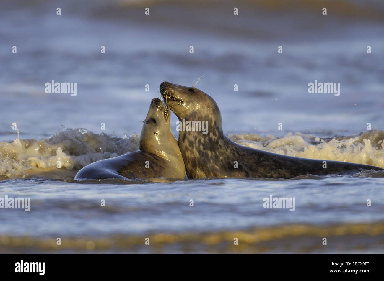 Grey Seal (Halichoerus grypus), bull and cow, mating behaviour in surf ...