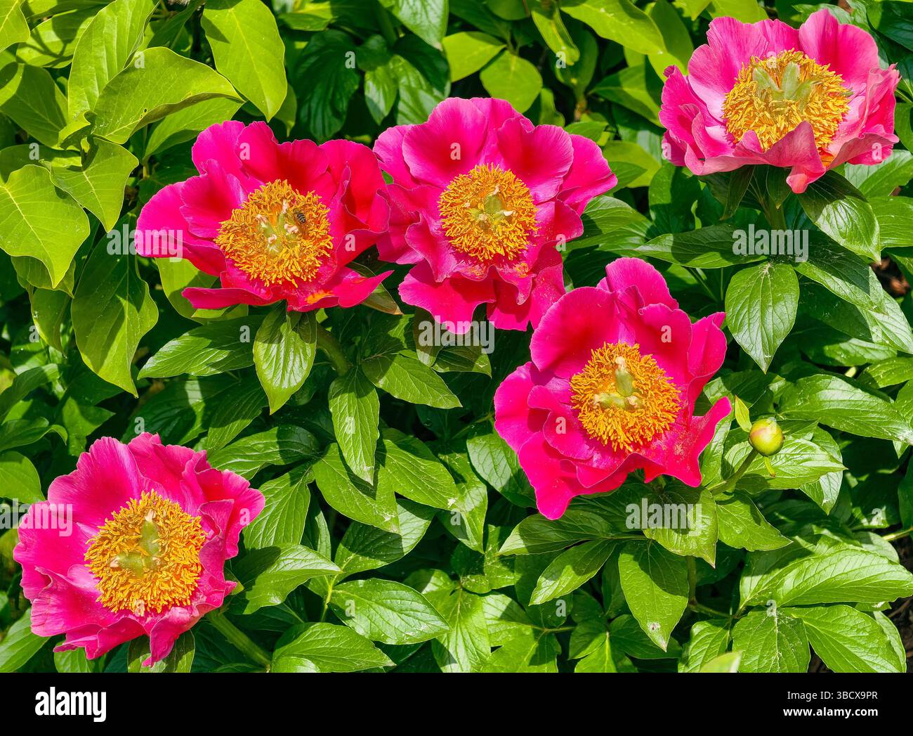 Lush floral arrangement photo hi-res stock photography and images - Alamy