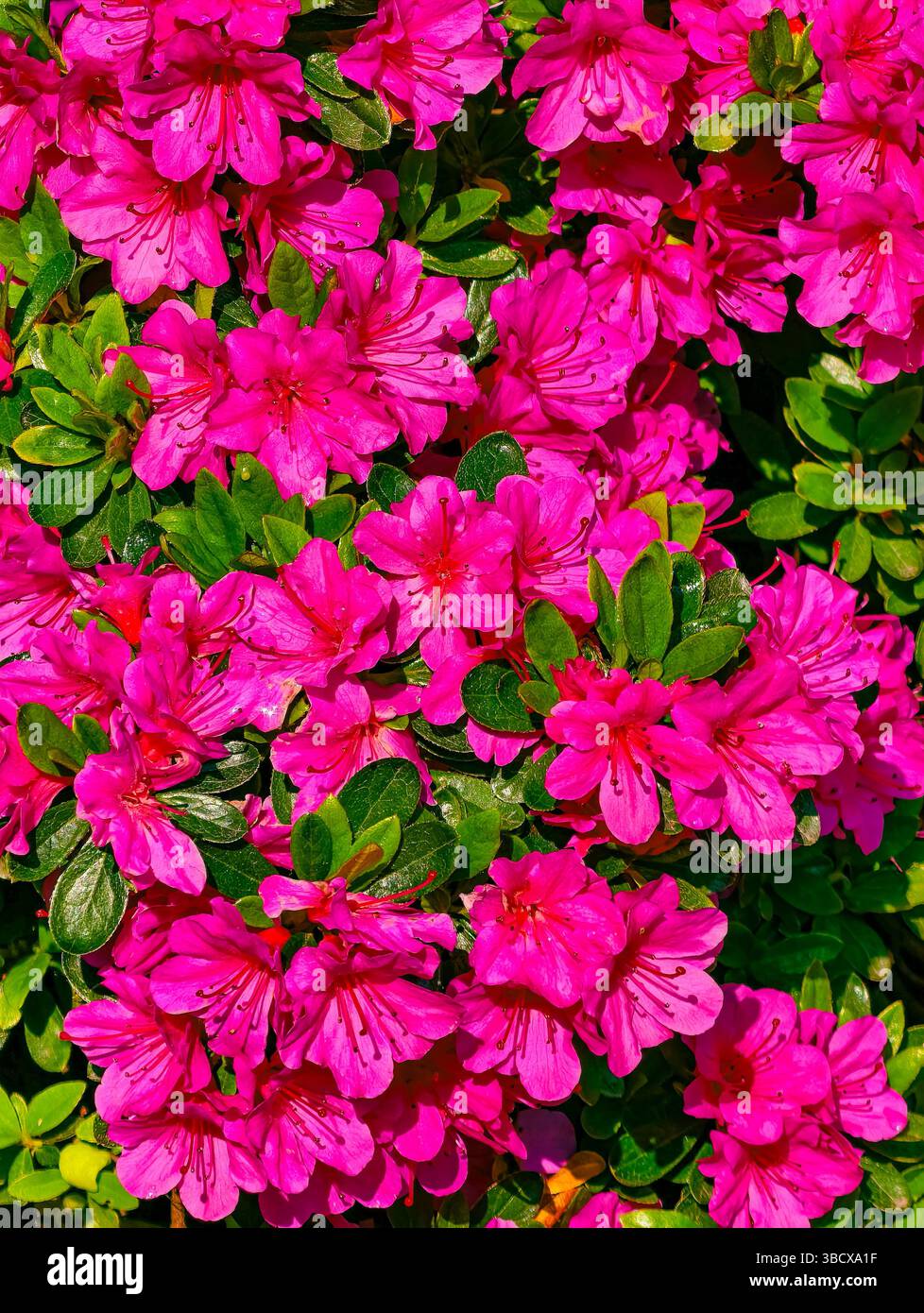 Alea flowers hi-res stock photography and images - Alamy
