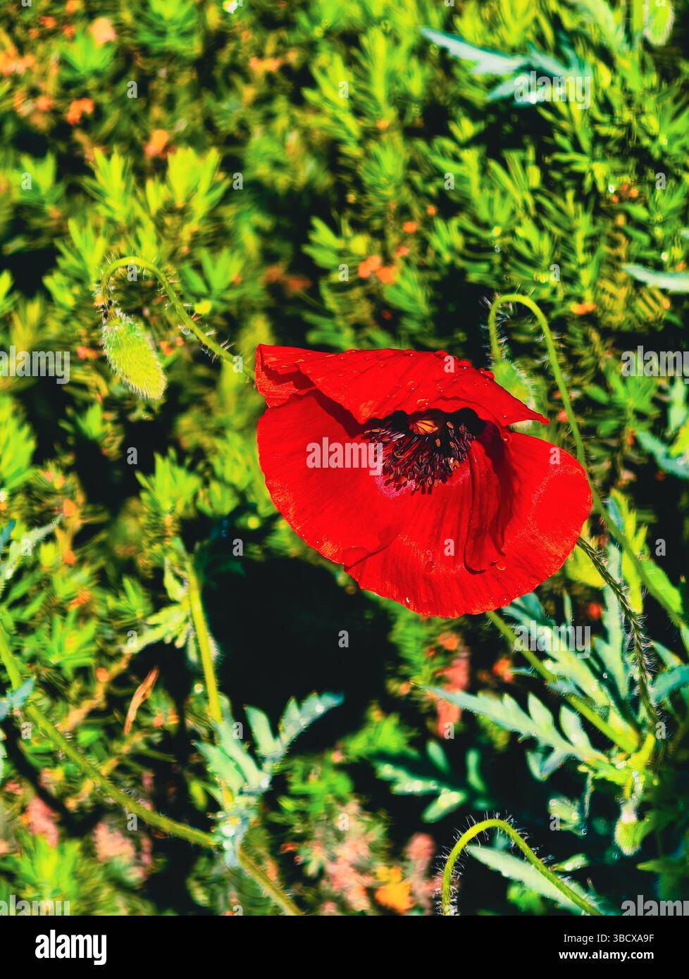 Beauty of natures designs hi-res stock photography and images - Alamy