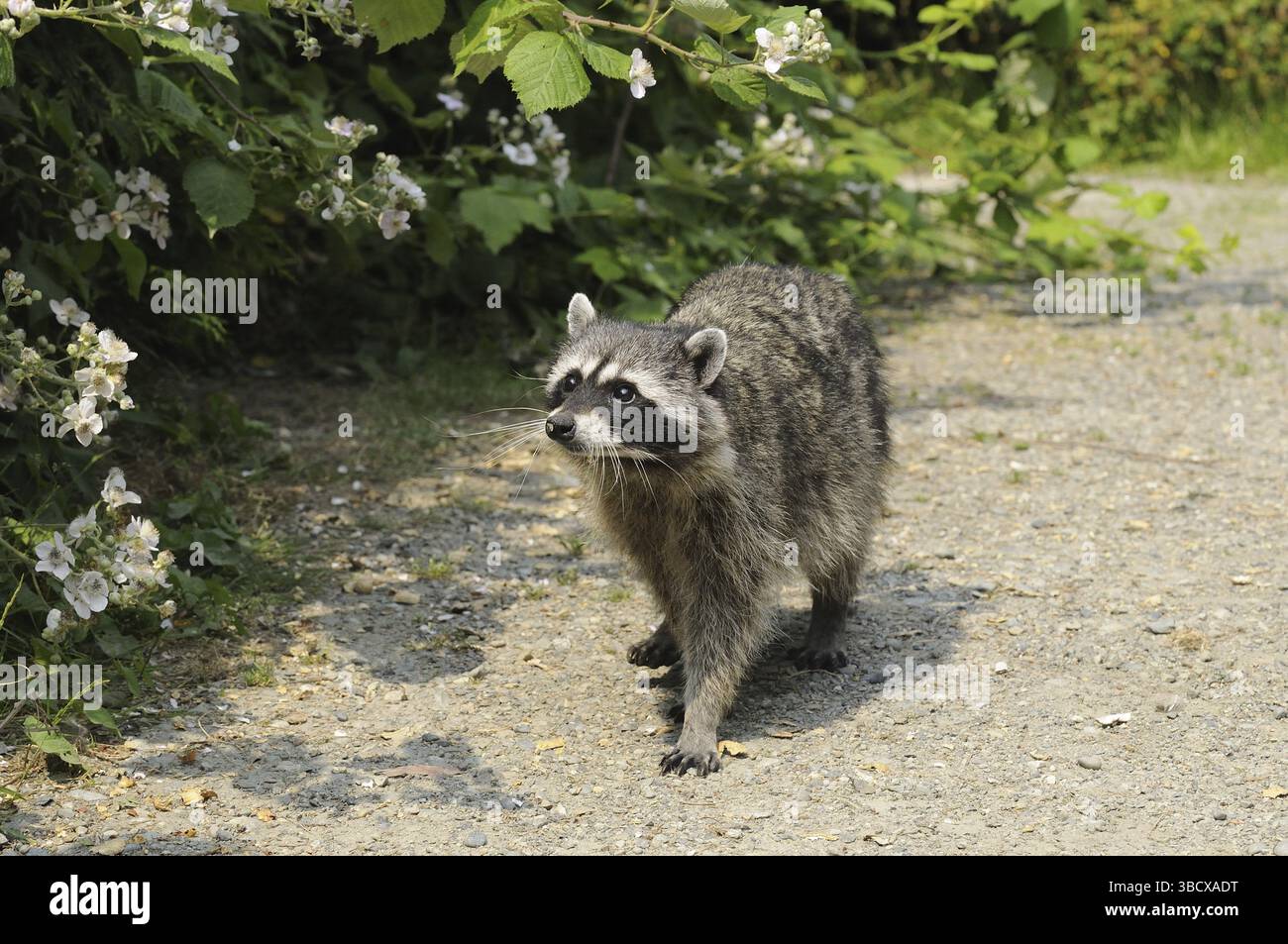 Common Raccoon (Procyon lotor), adult, walking on track, Vancouver ...