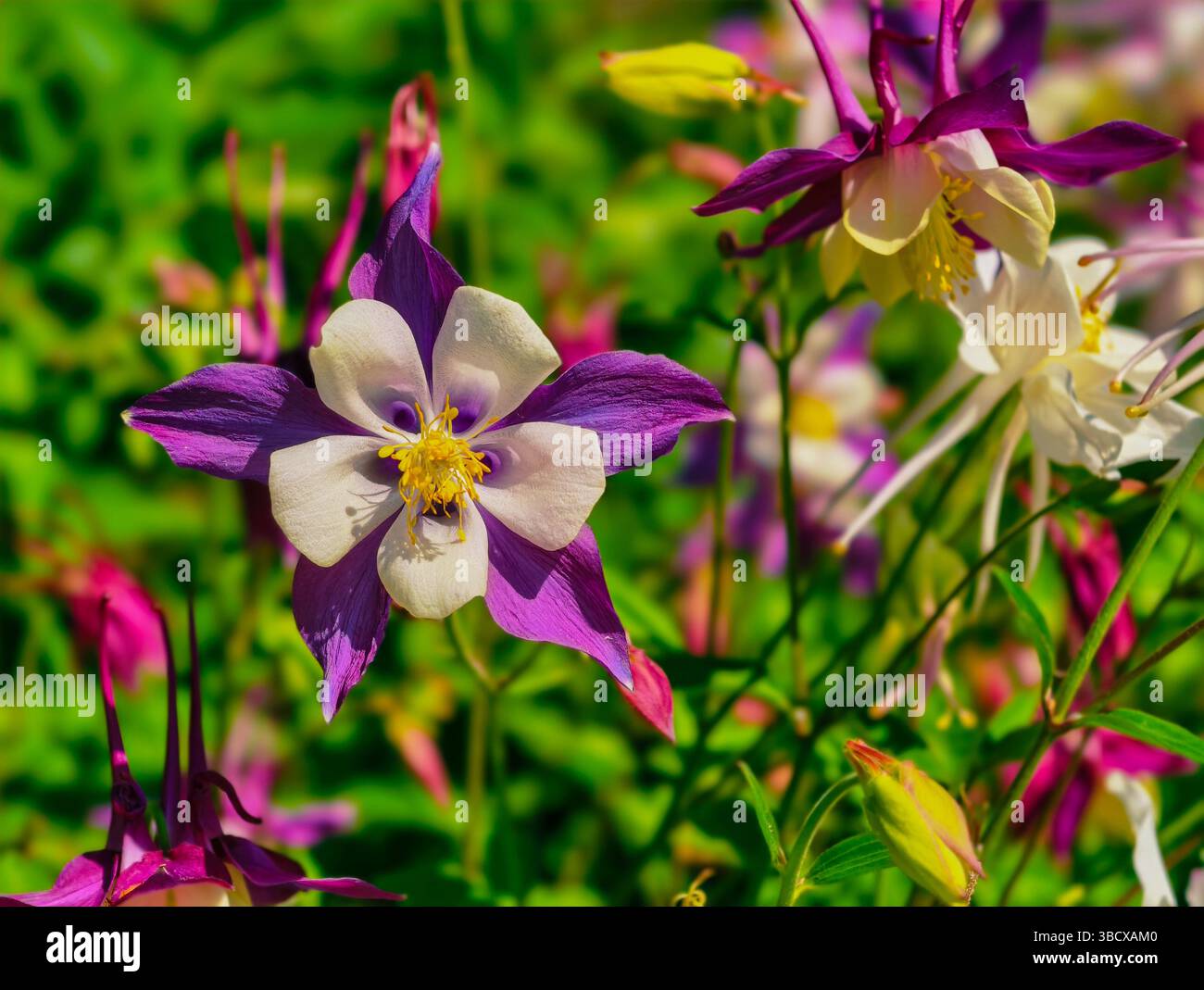 Celebrating floral diversity hi-res stock photography and images - Alamy
