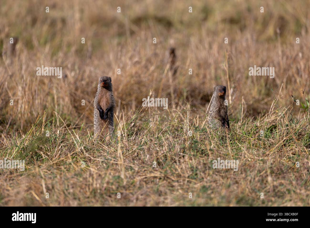 Herpestidae herpestinae mongooses hi-res stock photography and images ...