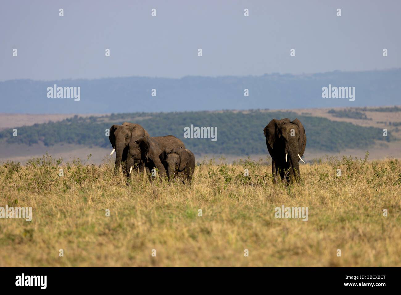 African bush elephant family Stock Photo - Alamy