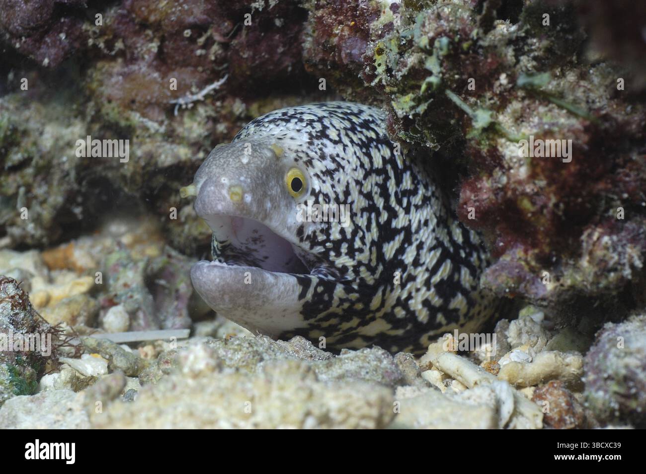 Moray Eel (Muraenidae), sheltering in hole in reef, Maldives, Asia ...