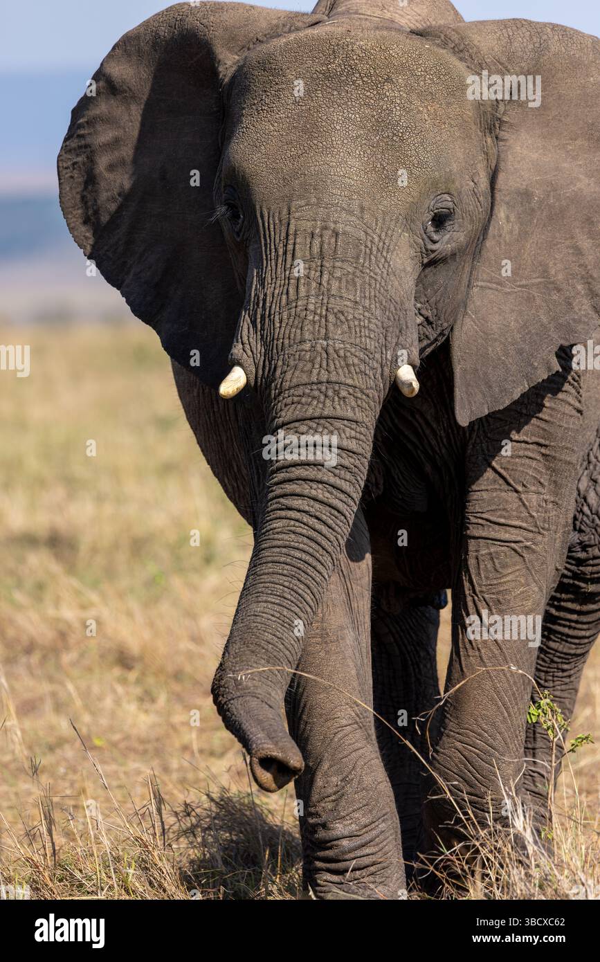 African bush elephant Stock Photo - Alamy