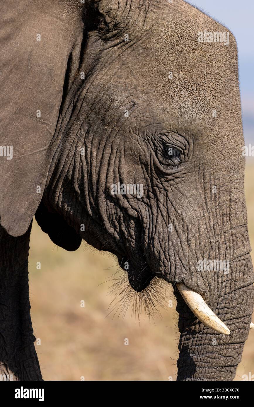 African bush elephant Stock Photo - Alamy