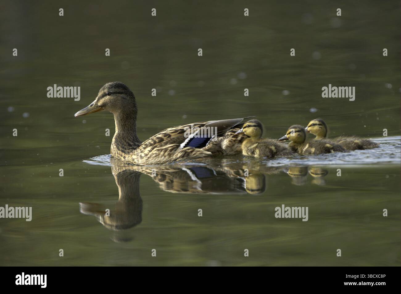 Mallard Duck (Anas platyrhynchos), adult female, swimming with three ...