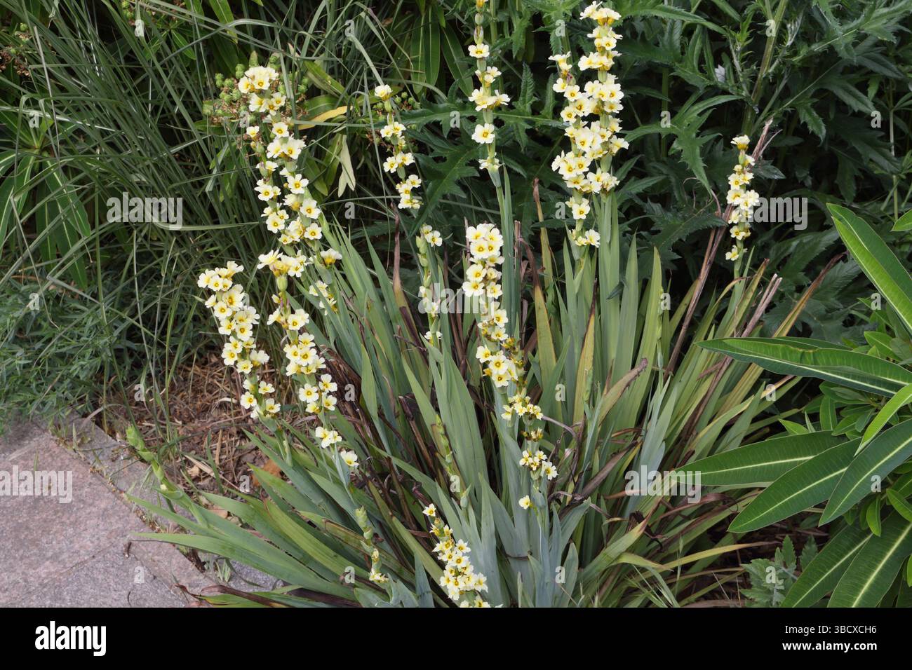 Pale Yellow Eyed Grass flowers, Sisyrinchium striatum Grey to green ...