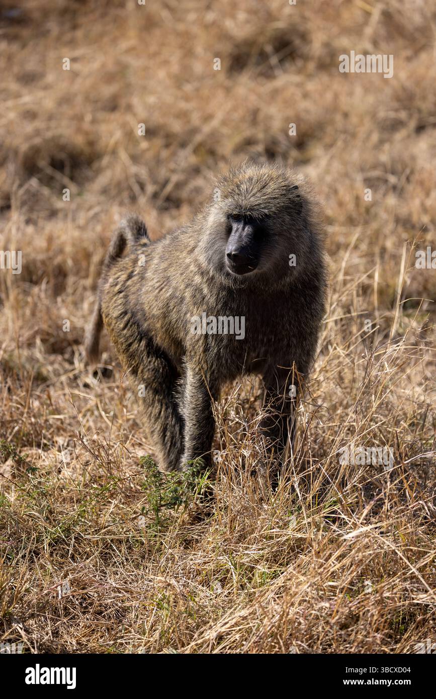 Baboon muzzle hi-res stock photography and images - Alamy