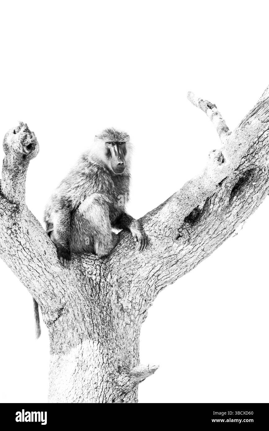 Key east Black and White Stock Photos & Images - Alamy