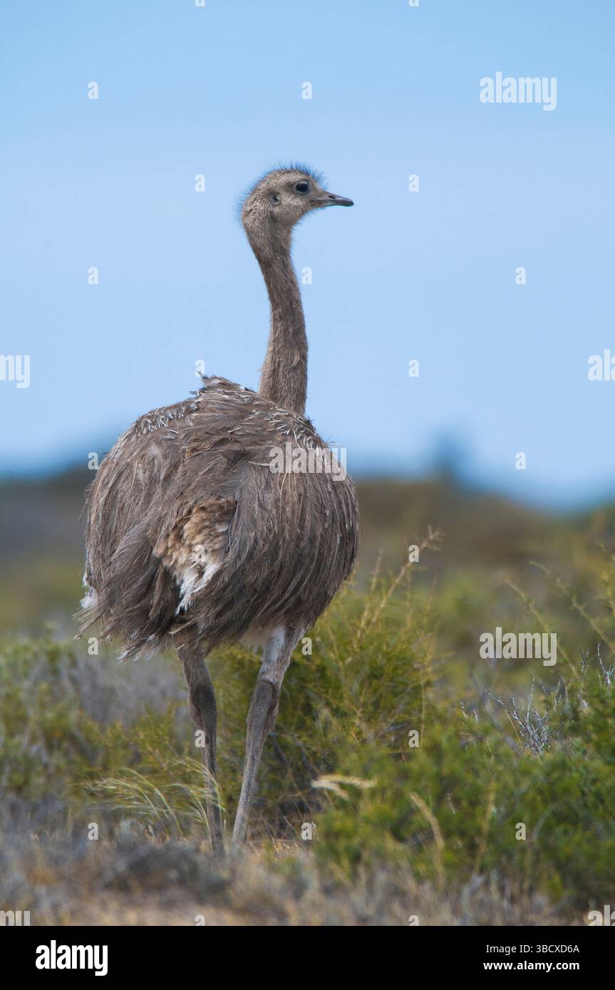 Lesser Rhea ,Pterocnemia pennata, Peninsula Valdes, Chubut,Patagonia ...