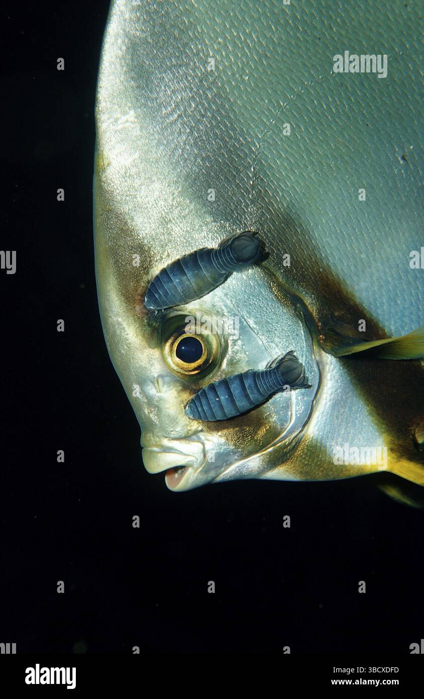 Dusky Batfish (Platax pinnatus) with Parasites (Nerocila), Wakatobi ...