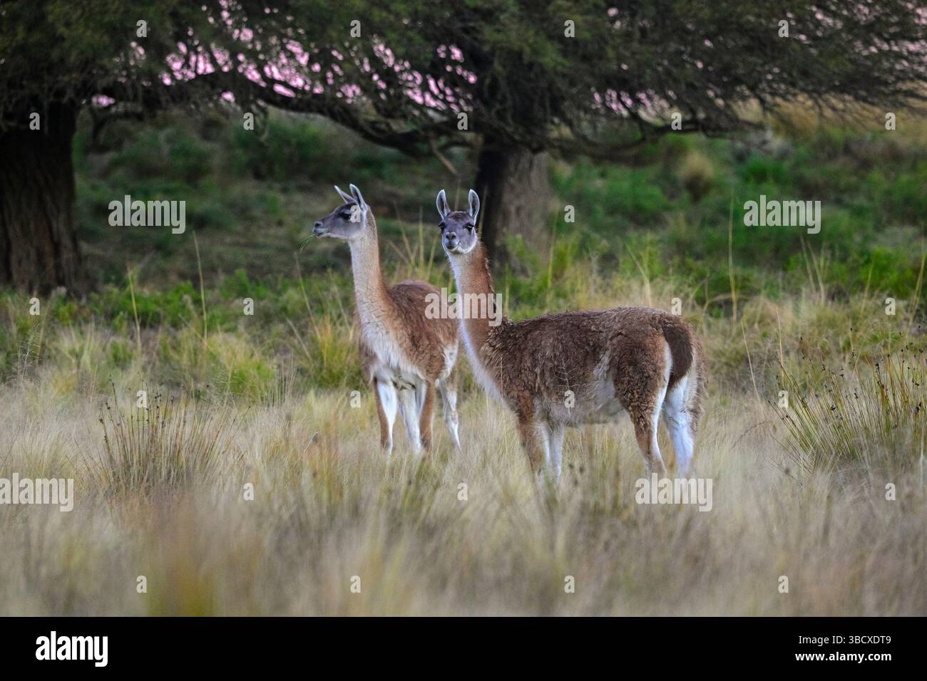 Guanacos in Pampas grass environment, La Pampa, Patagonia, Argentina ...