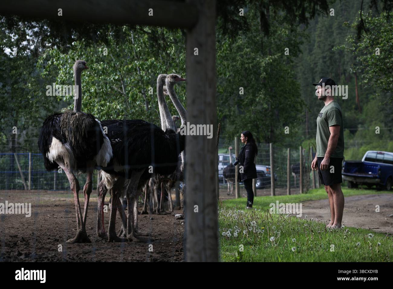 Edgewood, Canada. 17th May, 2025. Supporters of Universal Ostrich Farms ...