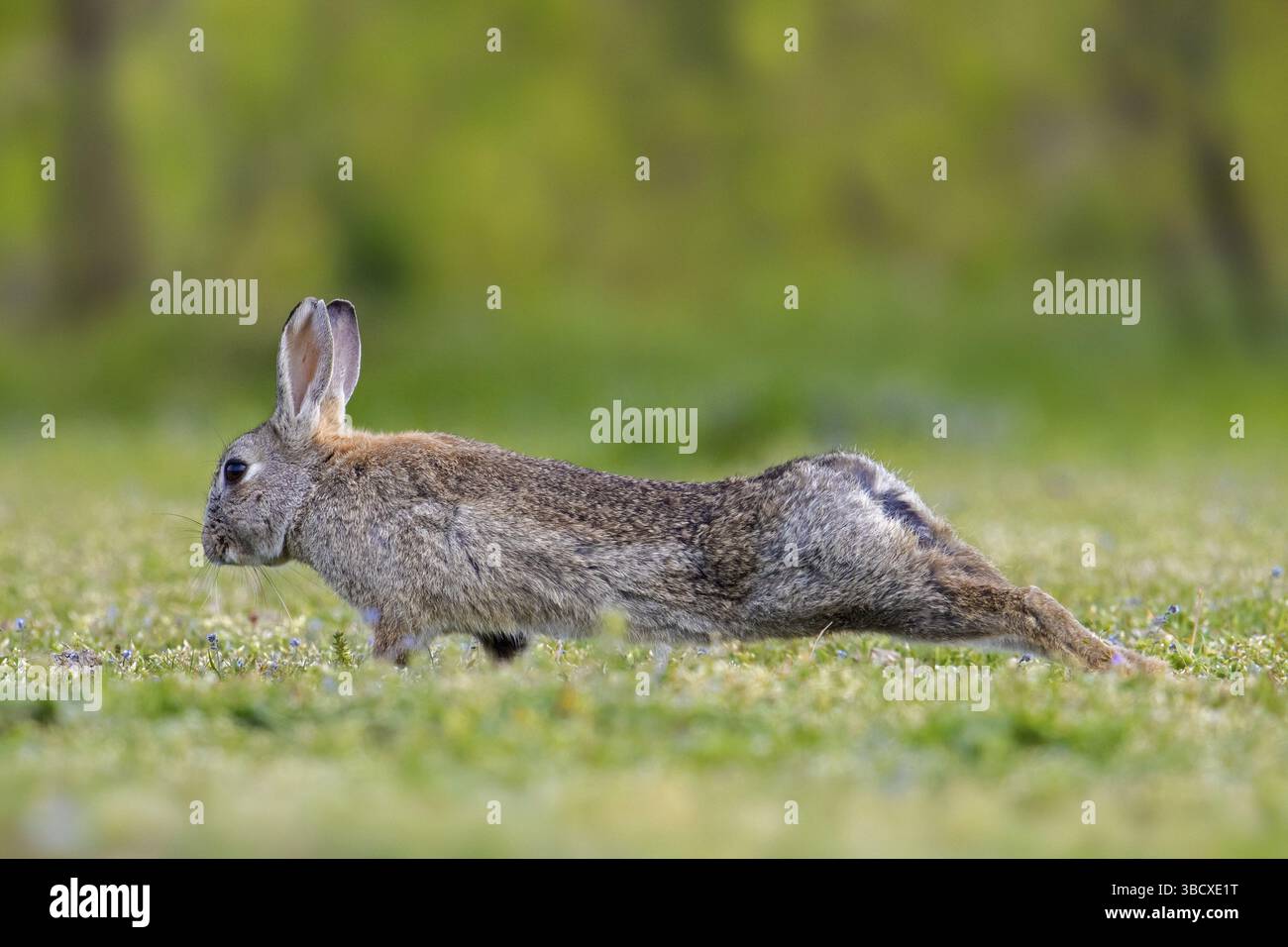 European rabbit, common rabbit (Oryctolagus cuniculus) stretching limbs ...