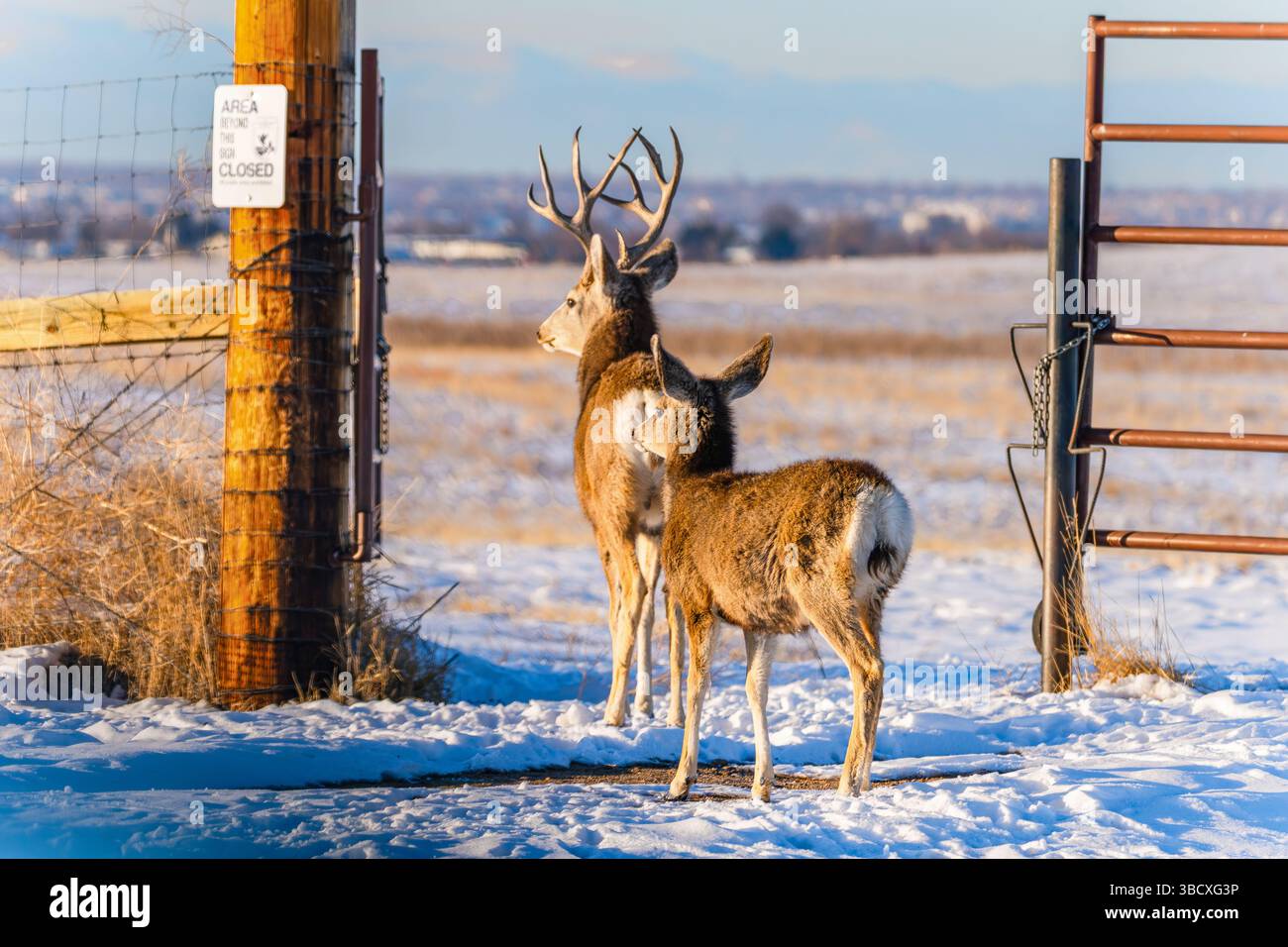 Mule deer buck yearling hi-res stock photography and images - Alamy