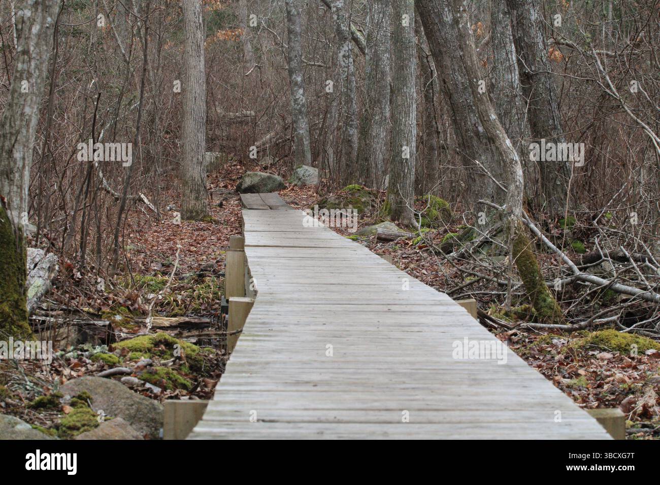A Northeastern shoreline pathway, with timbered boards, offers a serene ...