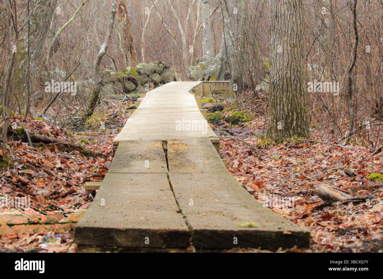 A Northeastern shoreline pathway, with timbered boards, offers a serene ...
