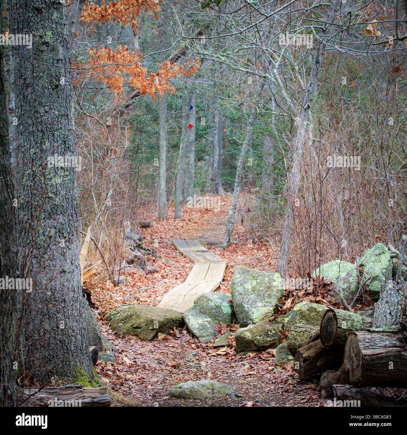 A Northeastern shoreline pathway, with timbered boards, offers a serene ...