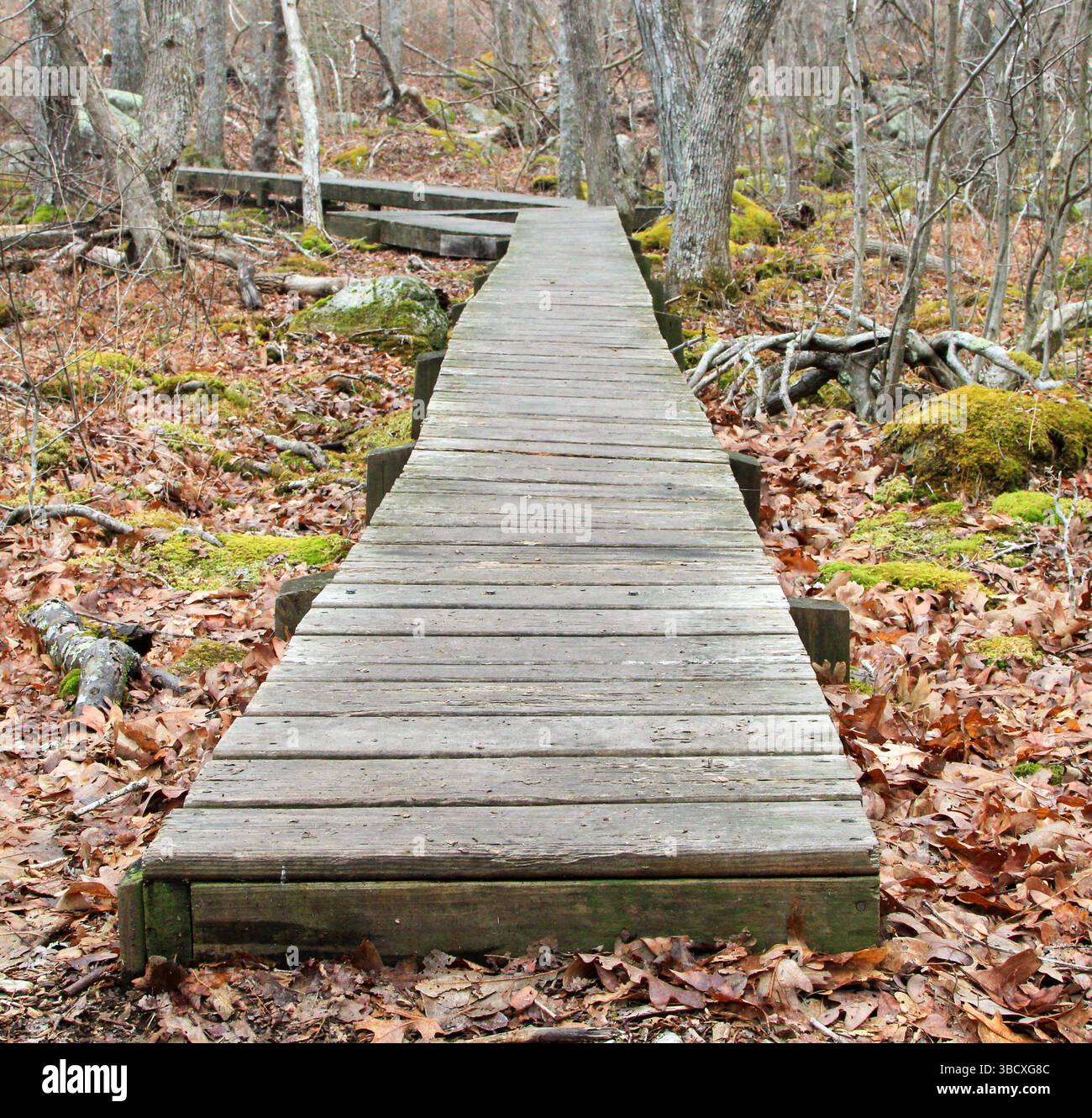 A New England South Coast hiking trail winds through early spring woods ...