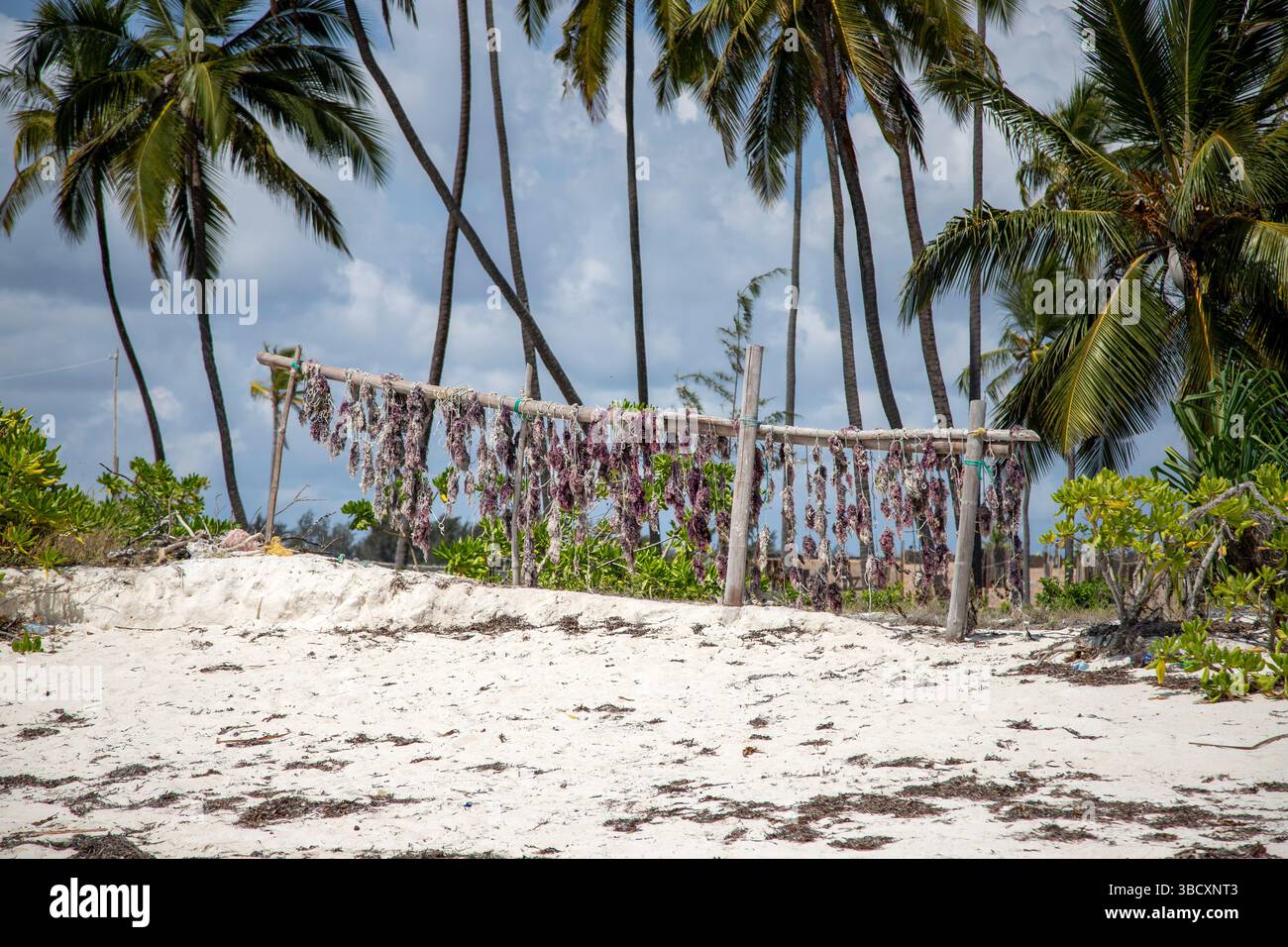 Wooden drying racks made from sticks, designed for drying seaweed and ...