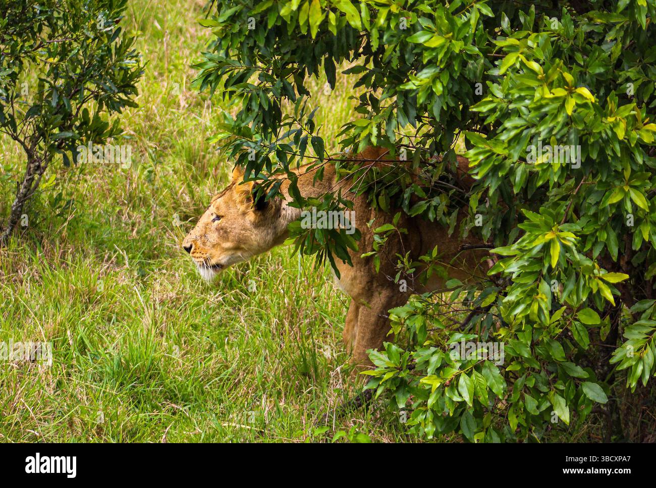 Brown grass emerging green hi-res stock photography and images - Alamy