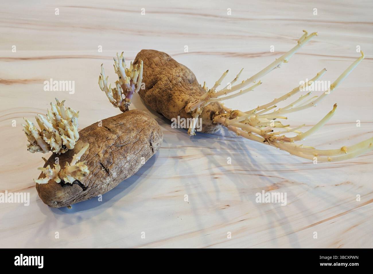 Old potatoes with extensive eye sprouting on kitchen counter Stock ...