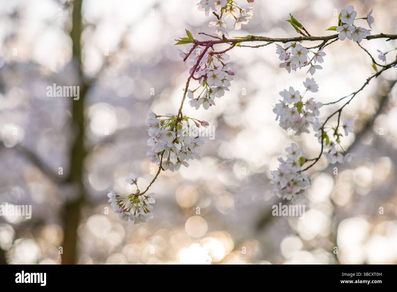 Color palette spring cherry tree hi-res stock photography and images ...
