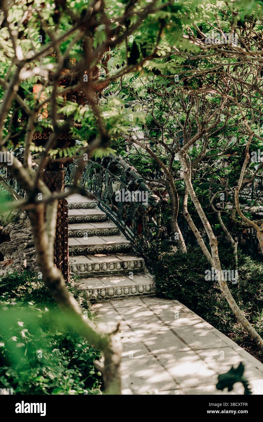 Stone staircase in shaded garden surrounded by thin twisting tree ...