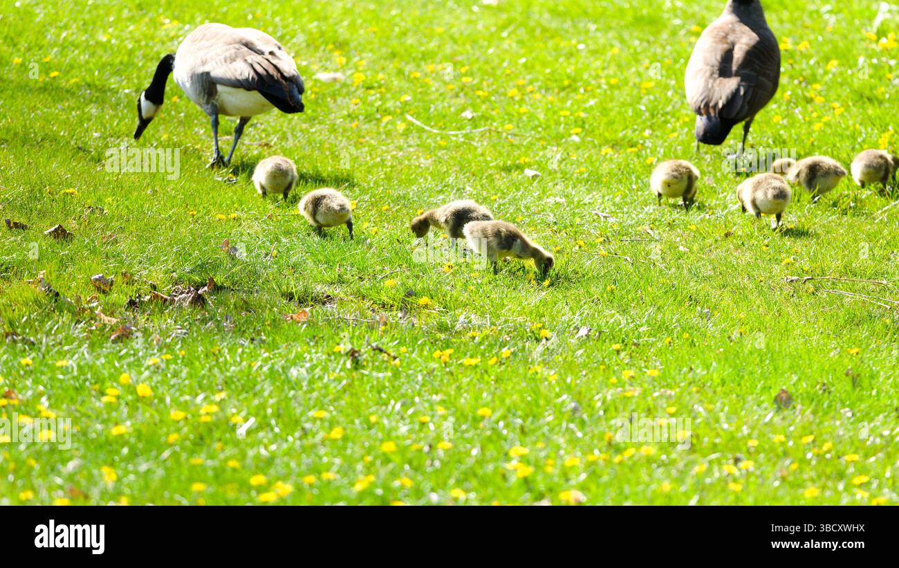 A group of geese and their young are grazing in a grassy field. The ...