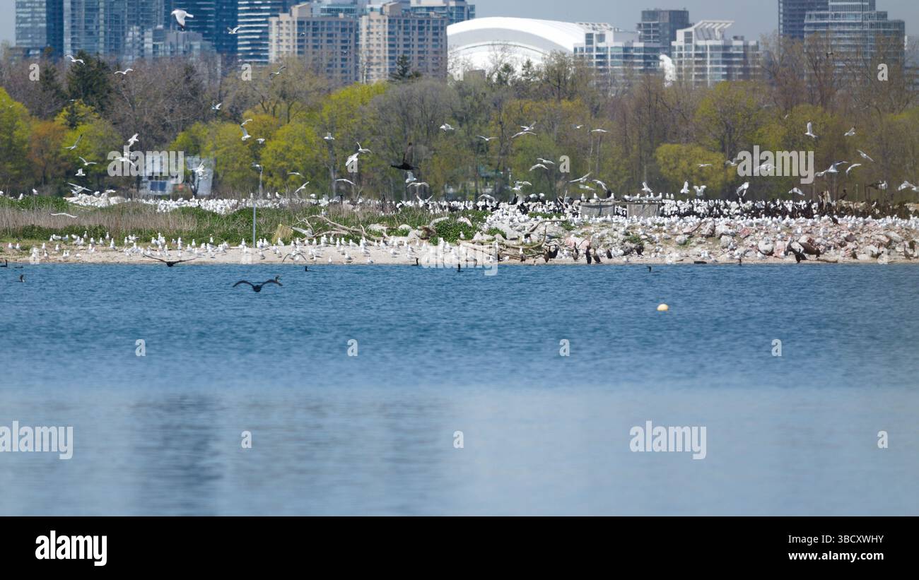 A large flock of birds are flying over a body of water. The birds are ...