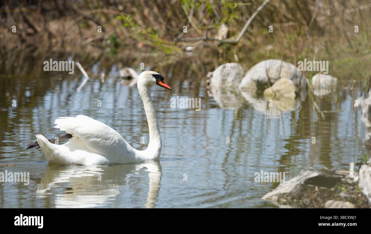 A swan is swimming in a lake. The water is calm and clear. The swan is ...
