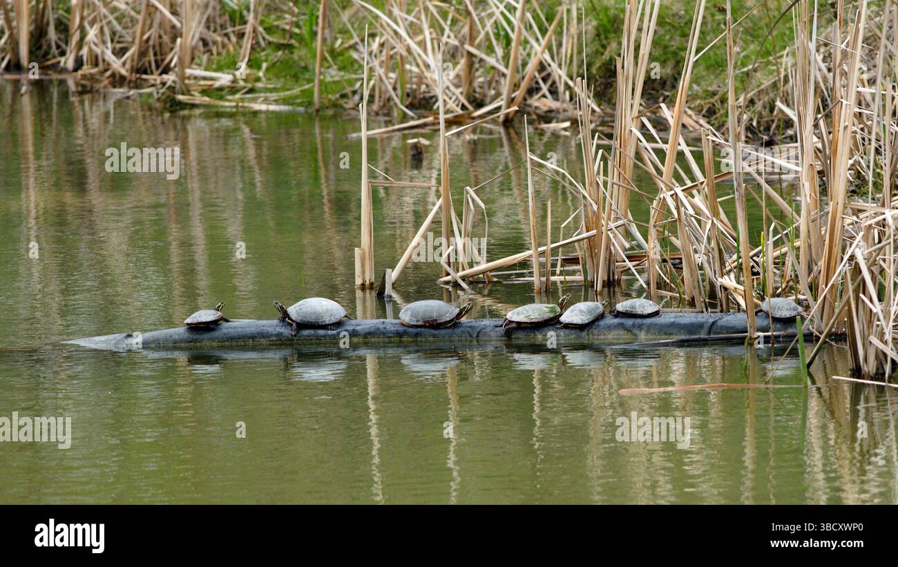 A group of turtles are swimming in a pond. The pond is green and has a ...