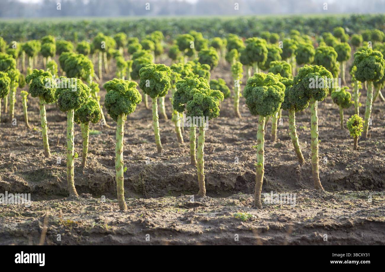 Side view of Broccoli plants (Brassica) oleracea, growing in field ...