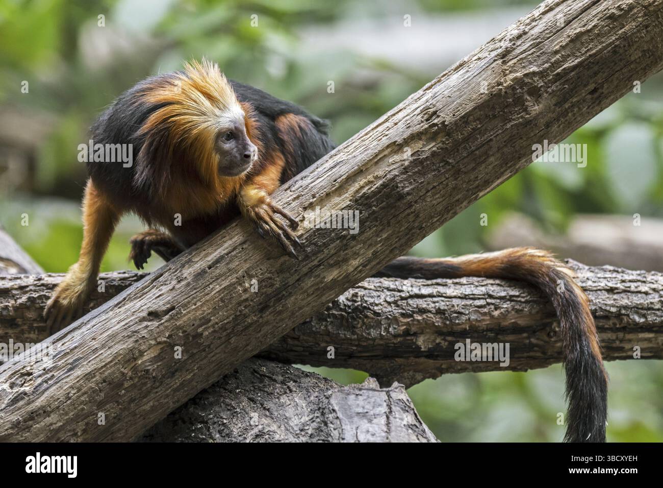 Golden-headed lion tamarin (Leontopithecus chrysomelas) golden-headed ...