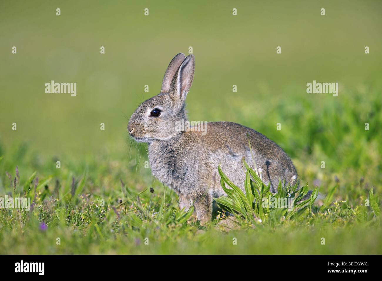 European rabbit, young common rabbit (Oryctolagus cuniculus) juvenile ...