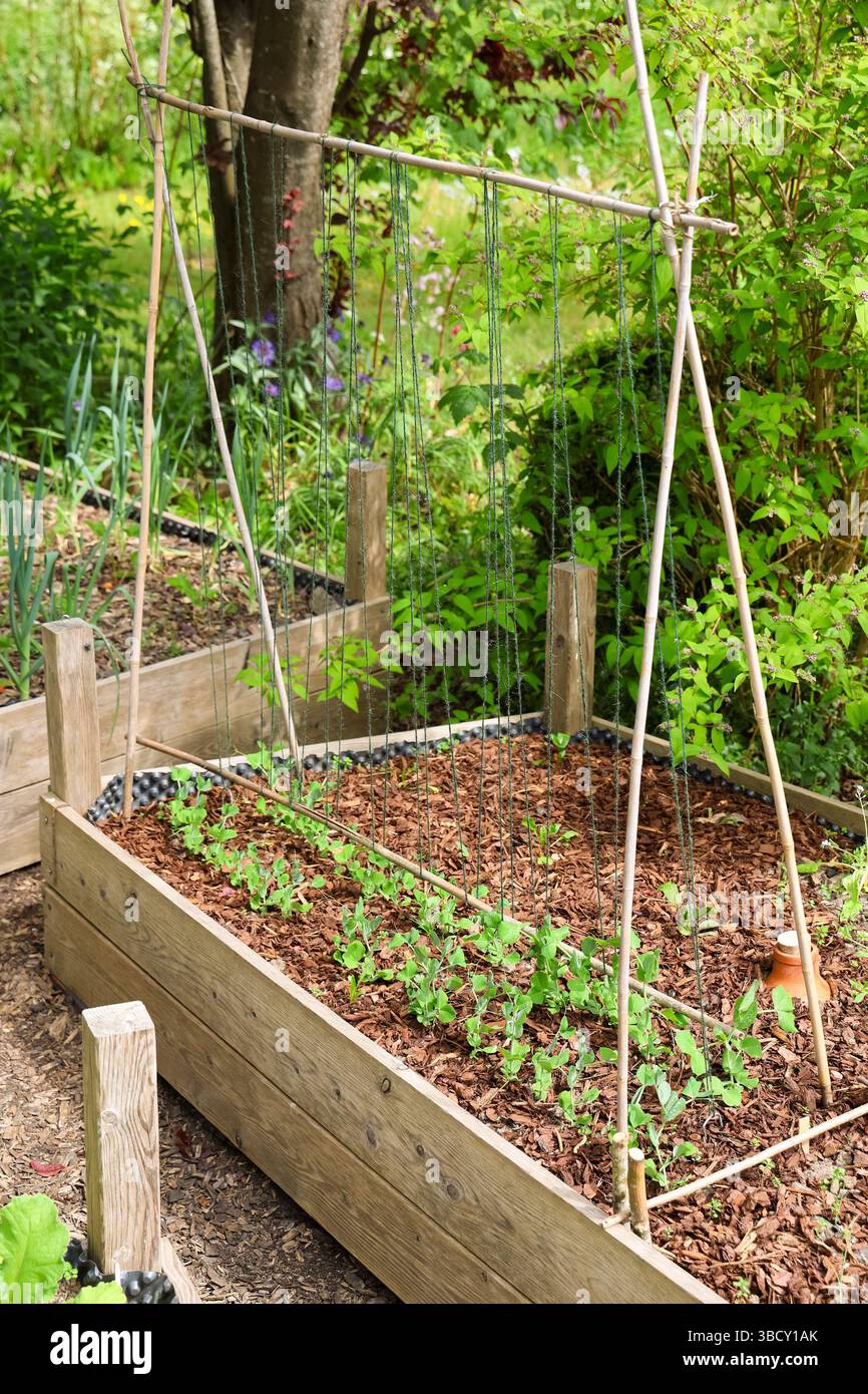 Lush green pea plants thrive in a raised garden bed, supported by a ...