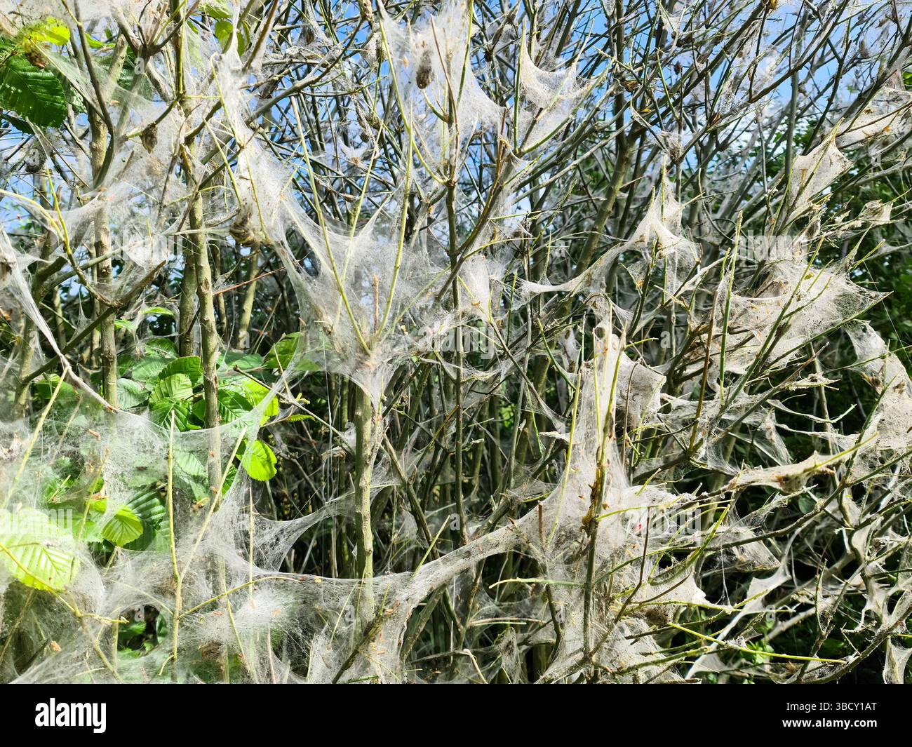 Large white webs of oak processionary moth caterpillars covering tree ...