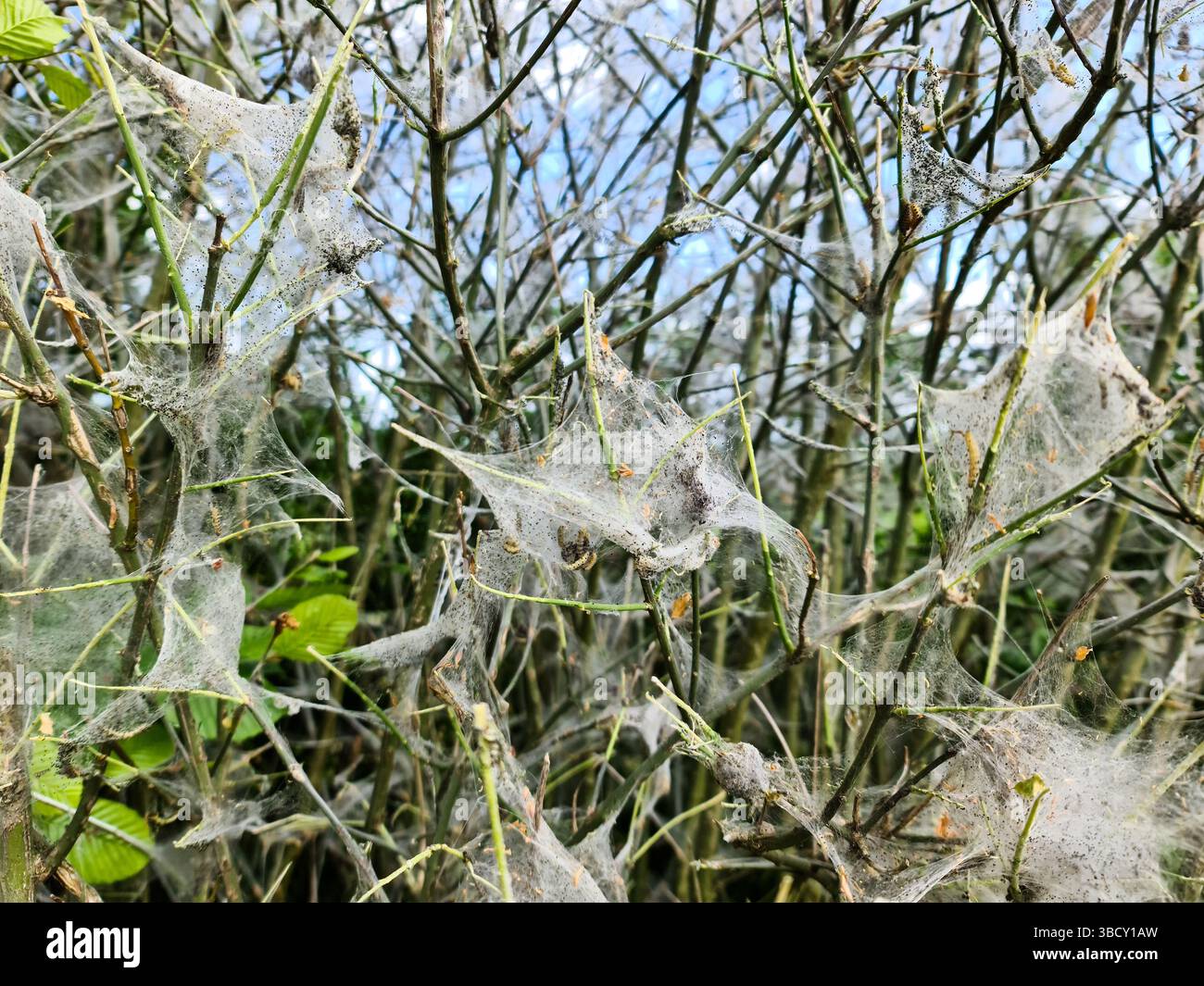 Larvae of oak processionary moth building their large silken nests ...