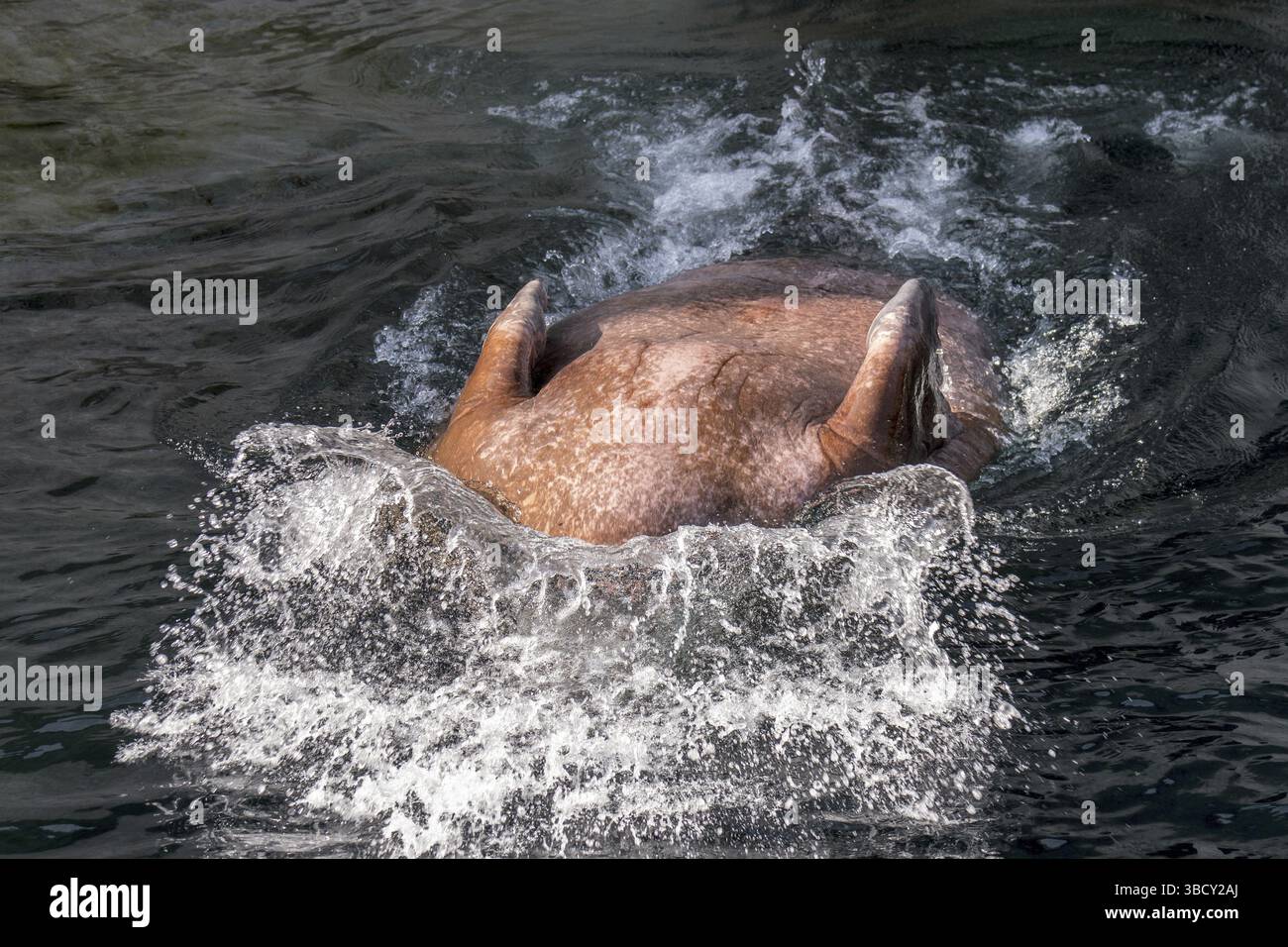 Walrus (Odobenus rosmarus) exposing fore-flippers before diving ...