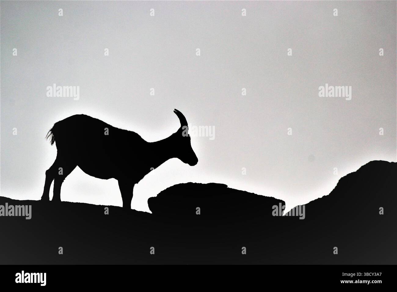 Animali silhouette hi-res stock photography and images - Alamy