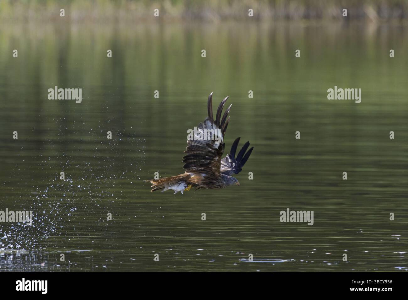 Red kite (Milvus milvus) in flight catching fish with talons from lake ...