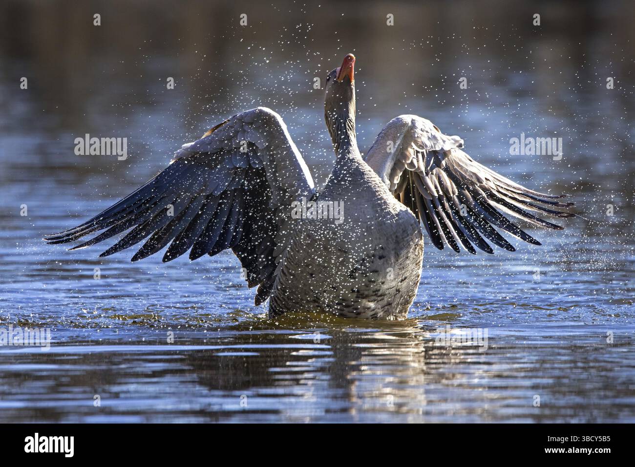Greylag goose, graylag goose (Anser anser) bathing by flapping wings in ...