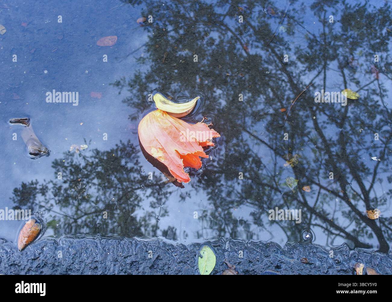 kecrutan is the name of this flowering plant in Indonesia or African ...