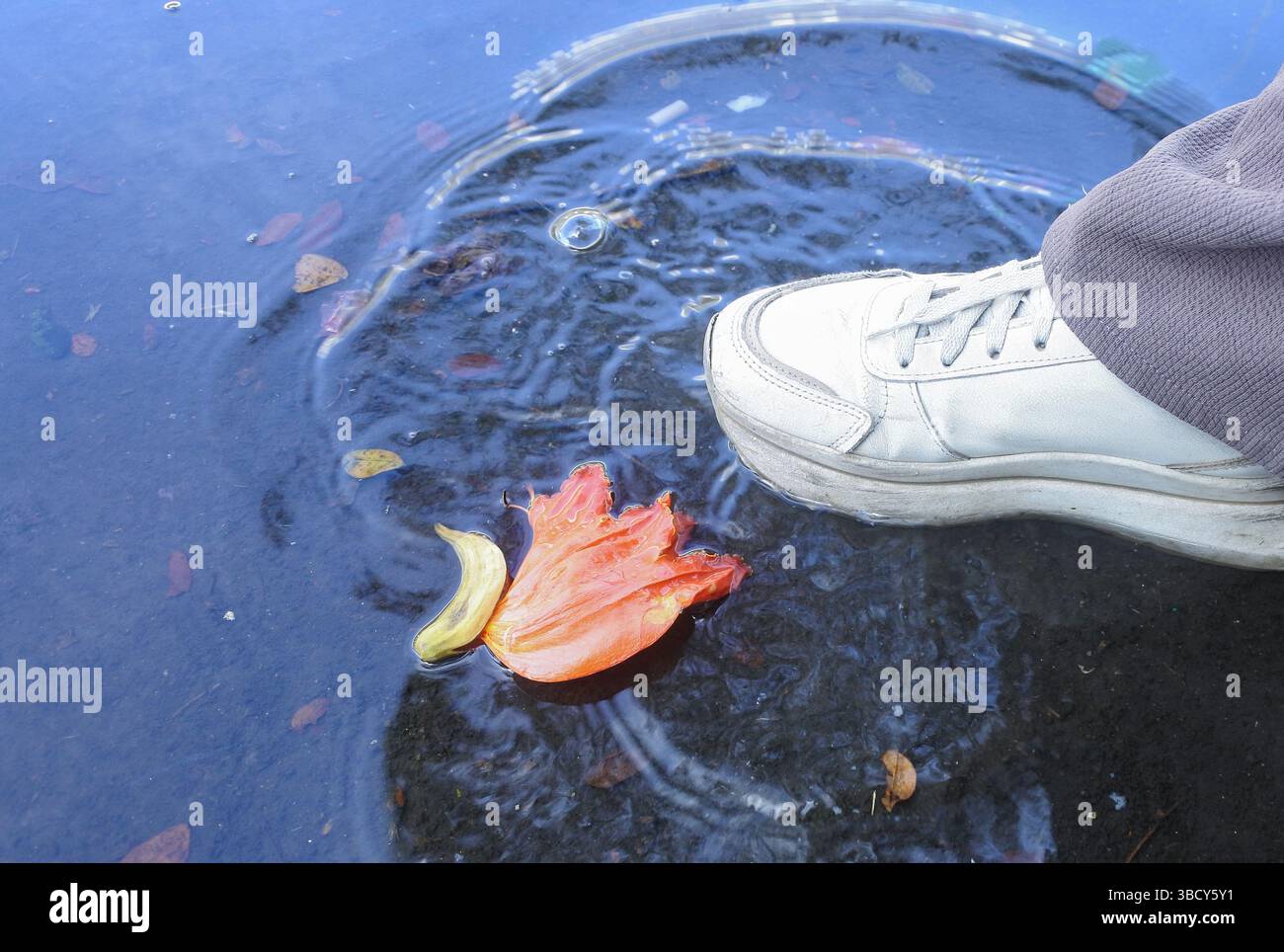 kecrutan is the name of this flowering plant in Indonesia or African ...