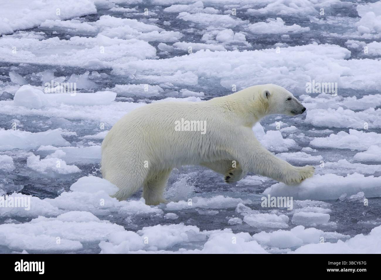 Hunting polar bear (Ursus maritimus) running over drift ice, ice floe ...